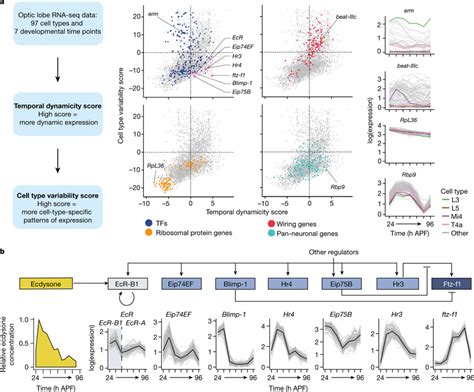 Dynamic Expression Of Wiring Genes And Ecdysone Pathway Tfs A Plots