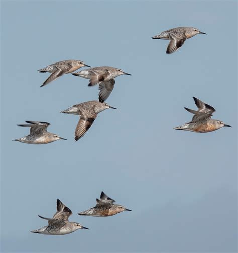 ¿por Qué Nos Preocupan Las Aves Playeras Migratorias Aves Argentinas