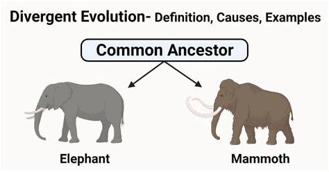 Divergent Evolution Diagram Adaptive Radiation Definition Examples