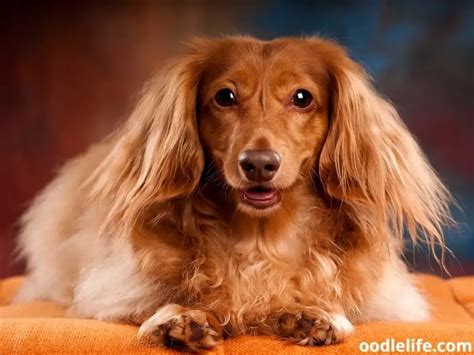 Top 11 Small Brown Dog Breeds With Photos Fluffy Athletic Oodle Life