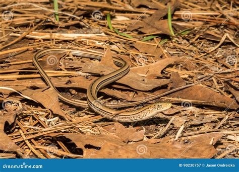 Slender Glass Lizard Stock Image Image Of Forest Attenuatus 90230757