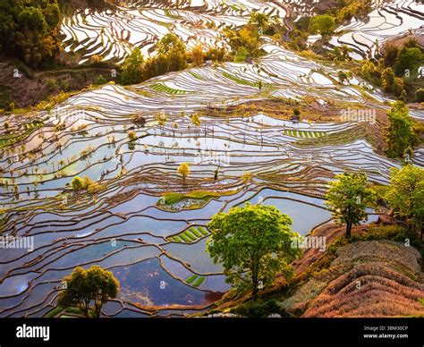 Chinas Unesco Hani Rice Terraces Yunnan With A Panoramic View Of The