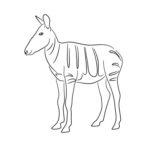 Premium Vector Okapi Illustration In Doodle Style Vector Isolated On