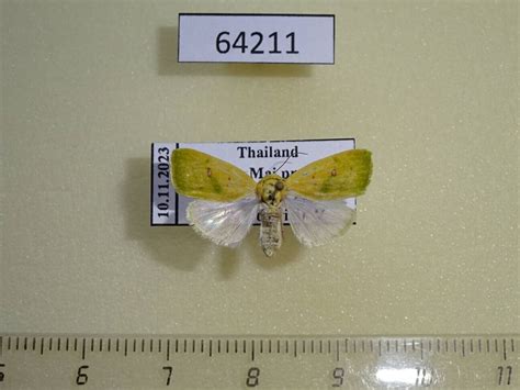 Noctuidae Earias Flavida F Thailand Fareastinsects