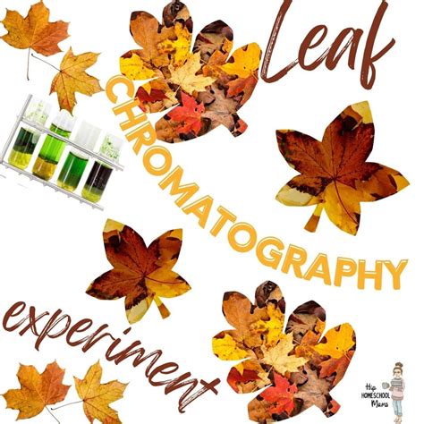Leaf Chromatography Experiment Hip Homeschool Moms
