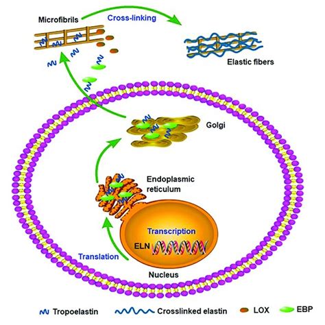 Human Tropoelastin Domain Structure Tropoelastin Contains