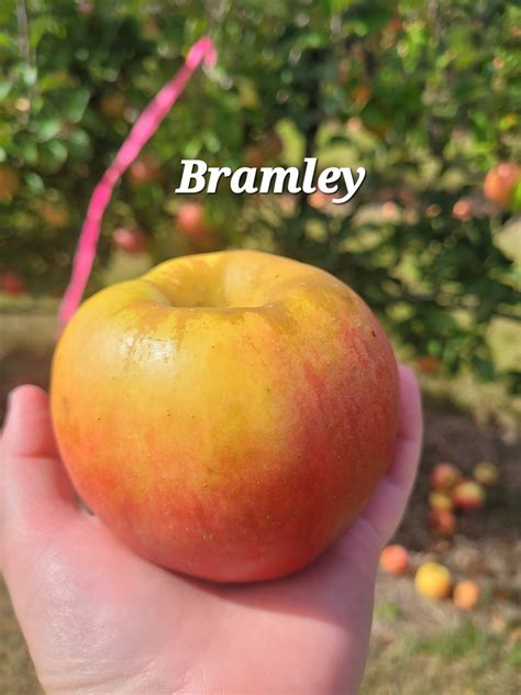 Bramley Apple 39th Parallel Nursery And Orchard Lawrence Kansas
