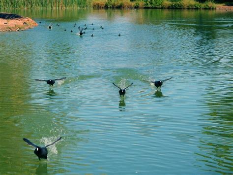 Taking Flight Shutterbug