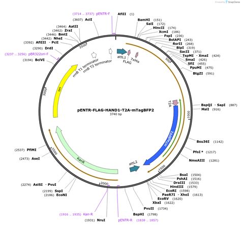 Addgene Pentr Flag Hand1 T2a Mtagbfp2