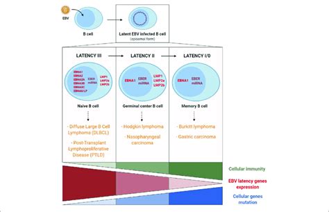 Ebv Latency Gene Expression Profiles And Involvement Of Cellular