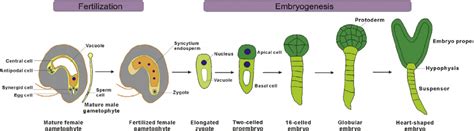 The Process Of Fertilization And Development Of Embryo In Angiosperms