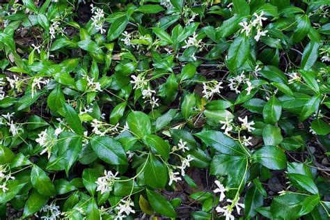 How To Grow Star Jasmine As A Ground Cover Gardeners Path