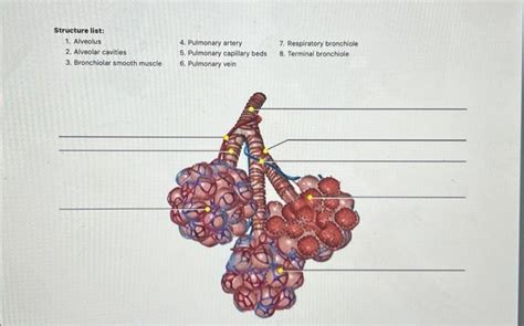 Solved Structure List 1 Alveolus 2 Alveolar Cavities 3