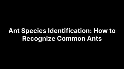 Ant Species Identification How To Recognize Common Ants Redi Pest