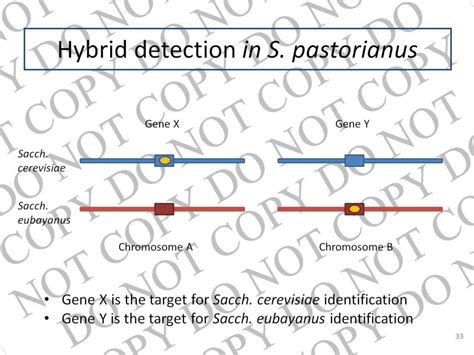Ppt Rapid Identification Of Yeasts Powerpoint Presentation Free
