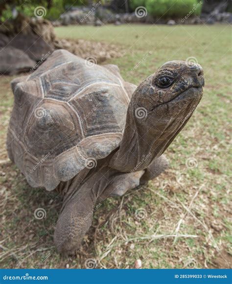 Large Turtle Is Pictured In A Lush Grassy Field Surrounded By Stunning Natural Greenery And