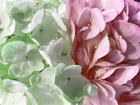 Aesthetic Background With Hydrangea Flowers Stock Image Image Of