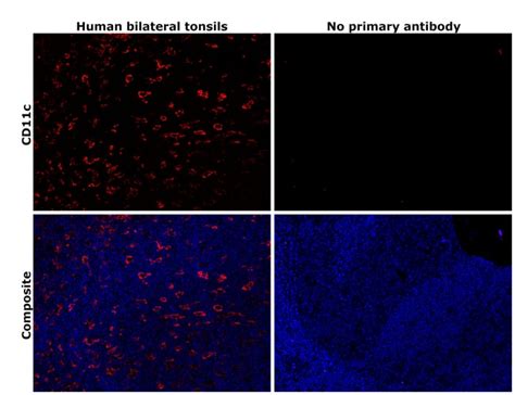 Invitrogen Cd11c Monoclonal Antibody 118a5 Ebioscience Invitrogen
