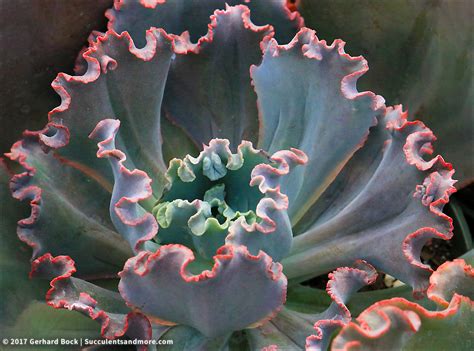 Plant Porn From The 2017 Succulent Extravaganza
