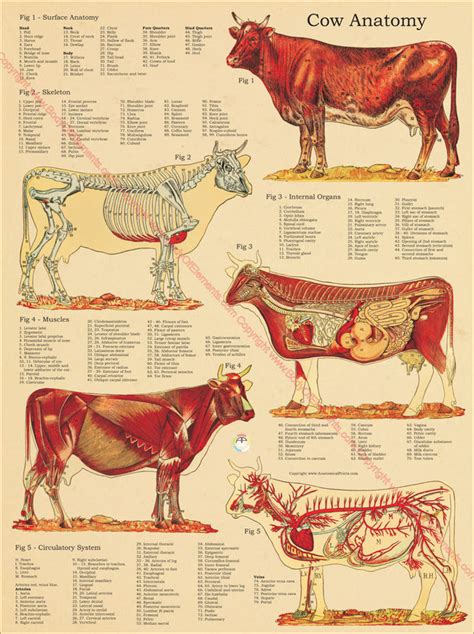 Cow Anatomy Posters Body Of Elements