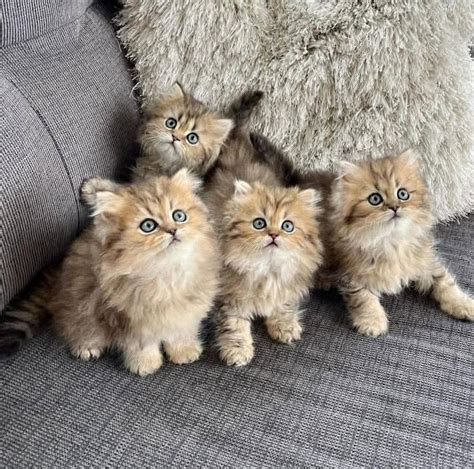Persian Kittens For Adoption In Buckeye Buckeye Az