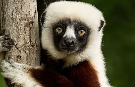 Volunteering in Africa for Lemur Conservation | GoEco