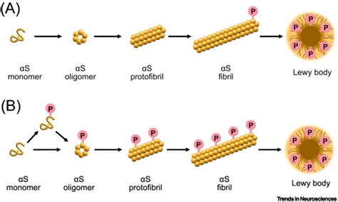 Physiological Roles Of α Synuclein Serine 129 Phosphorylation Not An