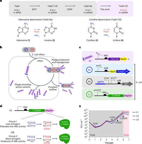 Phage Assisted Evolution Of A Cytidine Deaminase From Tada 8e A