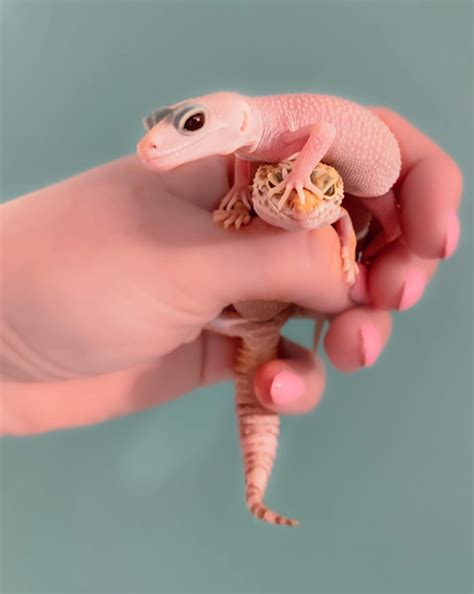 Top Ten Best Classroom Pets At Matilda Patrick Blog