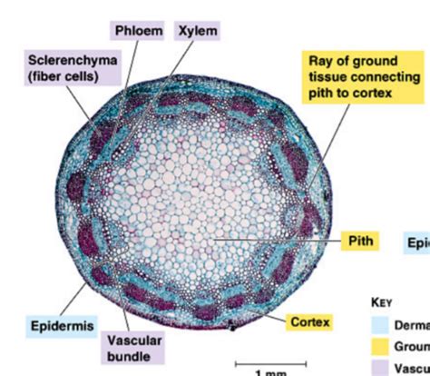 Rootsstems Stages Of Mitosis Microscope Components Flashcards Quizlet