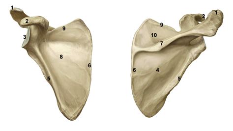 Bio 201 Scapula Diagram Diagram Quizlet