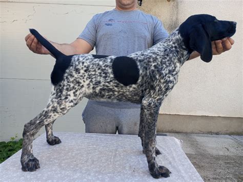 Njemacki Kratkodlaki Pticar