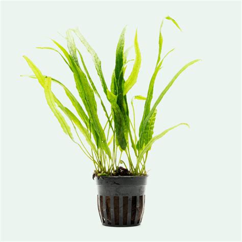 Microsorum Pteropus Java Fern Needle Leaf Easy Beginner Aquarium Plant