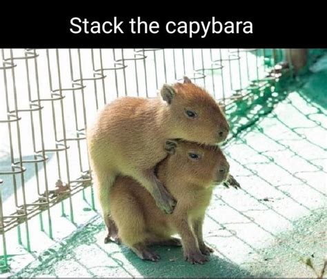 If Stack The Capybara IFunny