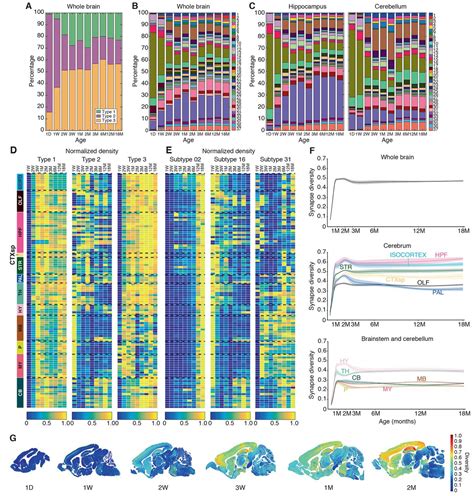 Brain Imaging Reveals The Mysteries Of Aging Creative Biostructure Blog