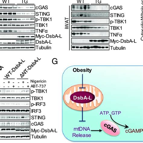 Fig S3 Dsba L Deficiency Impairs Mitochondrial Function In