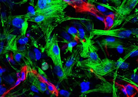 Cell And Tissue Technology Features