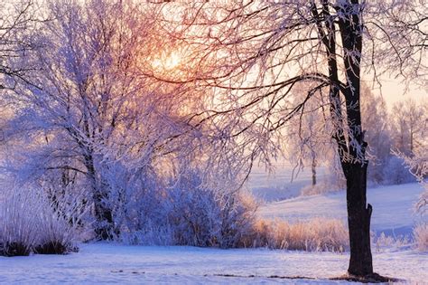 Premium Photo Beautiful Winter Morning Landscape