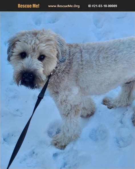 Adopt 21031000089 ~ Soft Coated Wheaten Terrier Rescue ~ Connecticut