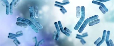 Antibody Preparation Services Cd Formulation