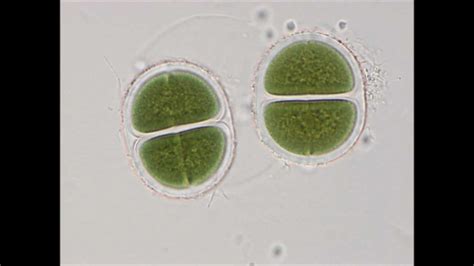 Chroococcus Turgidus Youtube