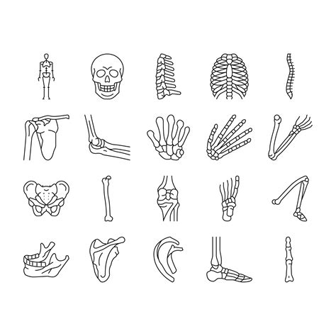 Bone Human Skeleton Structure Icons Set Vector 19541488 Vector Art At Vecteezy