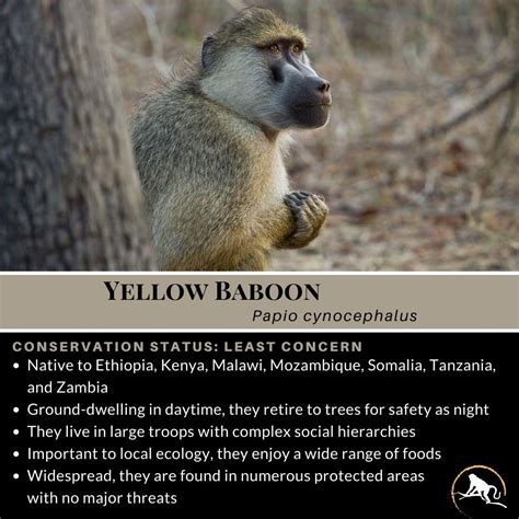 Yellow Baboon Papio Cynocephalus New England Primate Conservancy