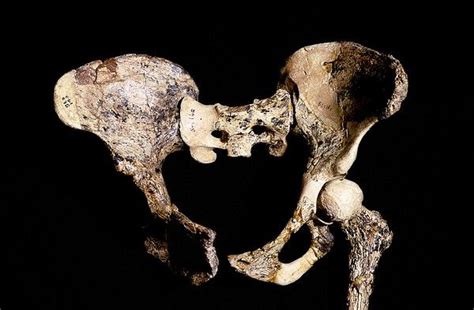 Australopithecus Africanus Pelvis By Science Photo Library