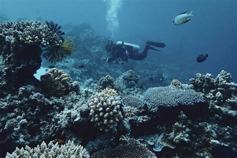 Apo Reef Scuba Diving Reef Haven