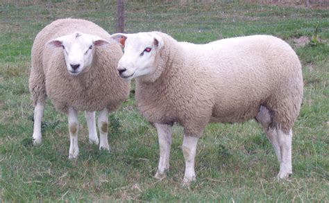 Texel Sheep Sheep Breeds Texel Sheep