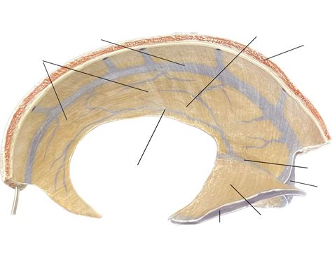 Cranial Meninges And Sinuses Of The Skull Quiz