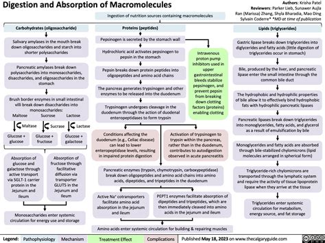 Digestion And Absorption Of Macromolecules Calgary Guidecalgary Guide