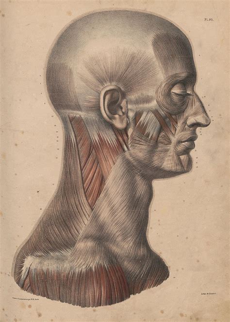 Research Of Artistic Anatomy Reference Jean Baptiste Marc Bourgery
