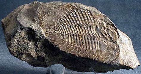 Cambrian Period Natural History Museum